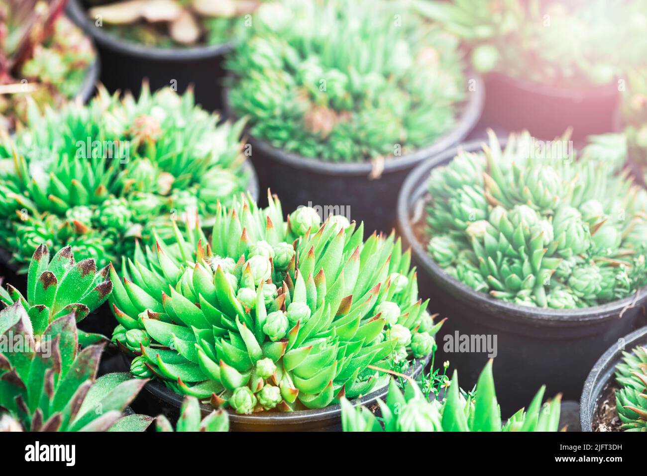 Succulents in pots hi-res stock photography and images - Alamy