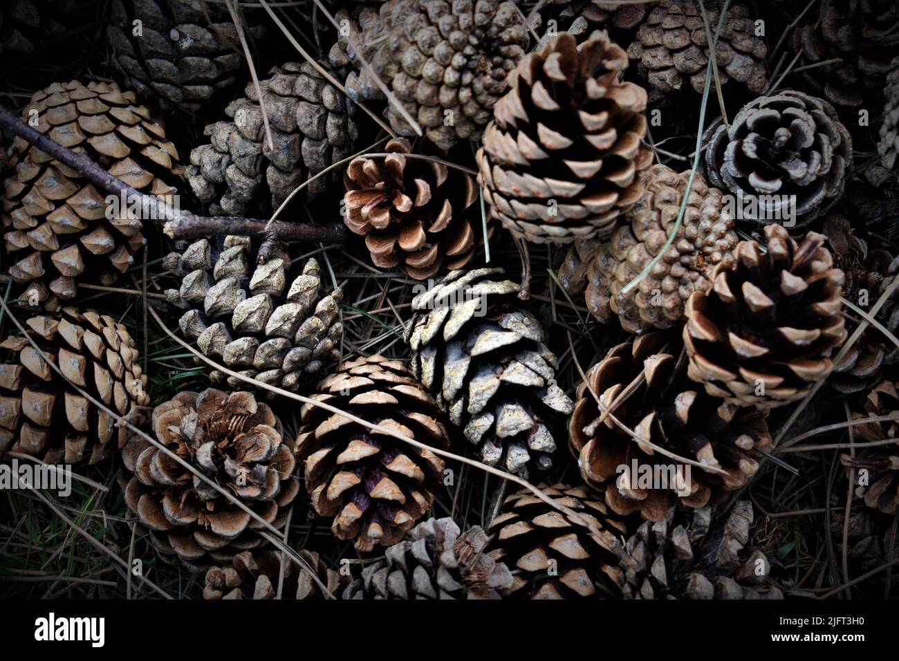 Conifer cones hi-res stock photography and images - Alamy