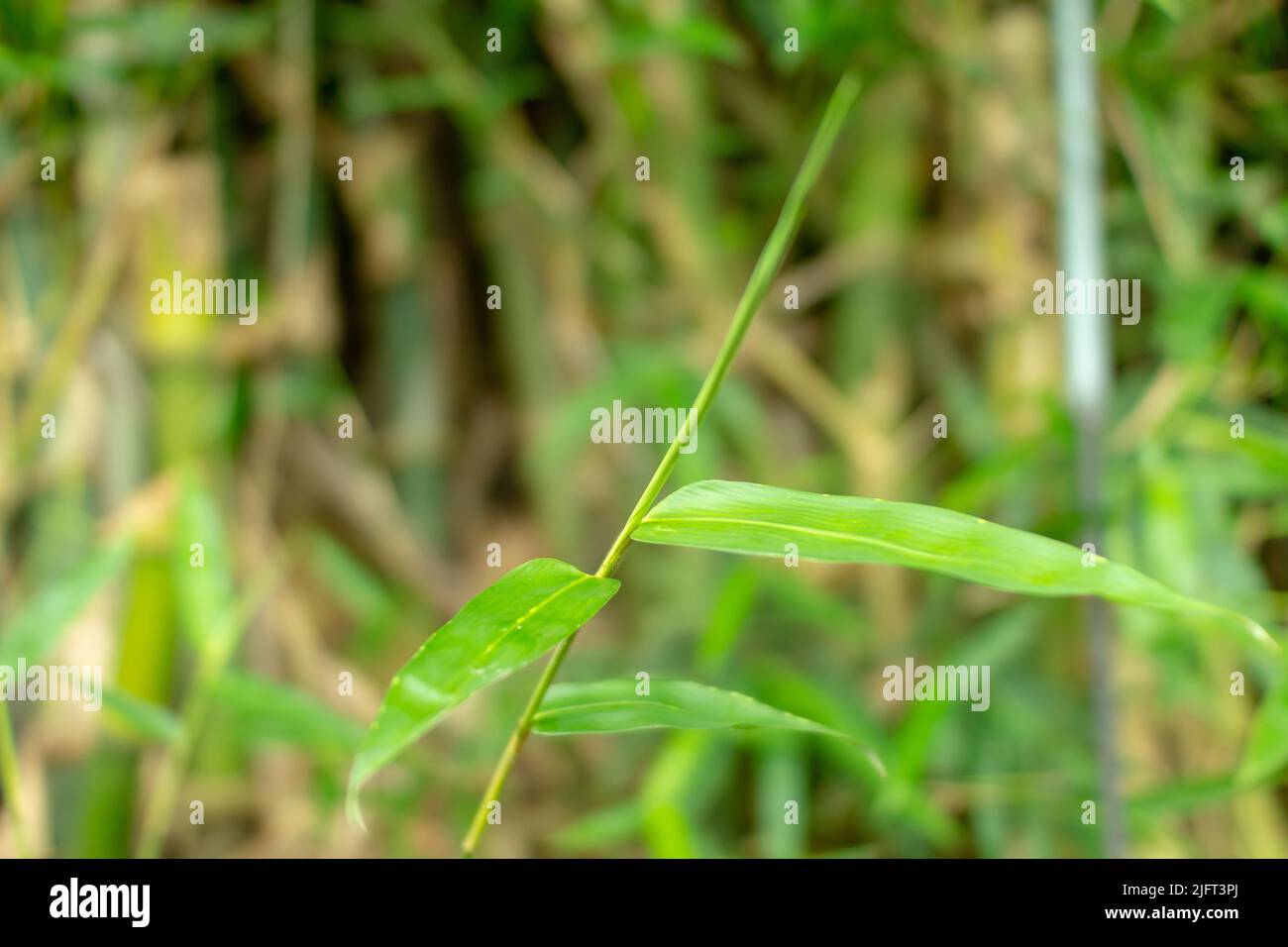Japanese stiltgrass hi-res stock photography and images - Alamy