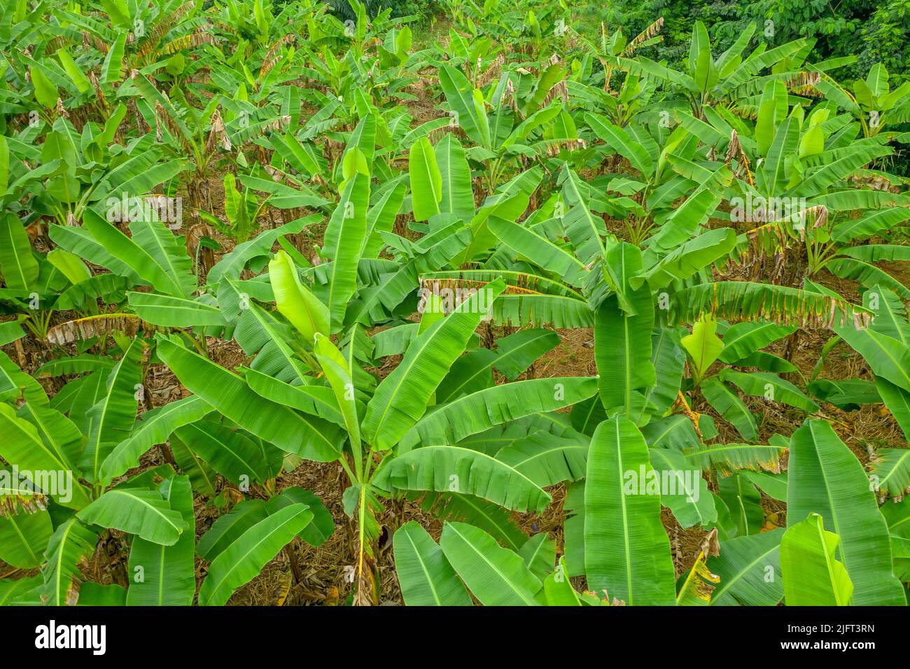 A field of green Abaca plants Stock Photo - Alamy