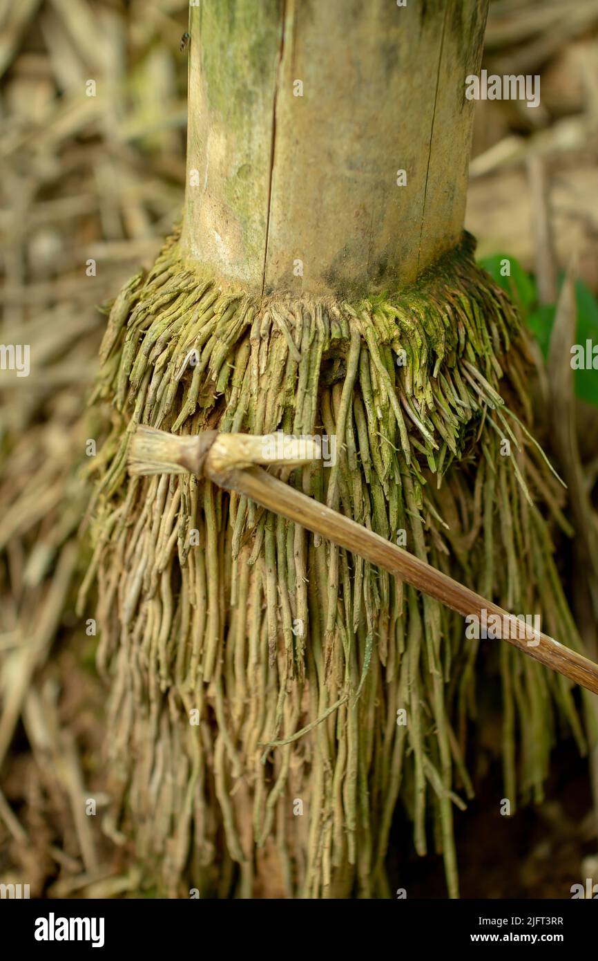 Root of broom hi-res stock photography and images - Alamy