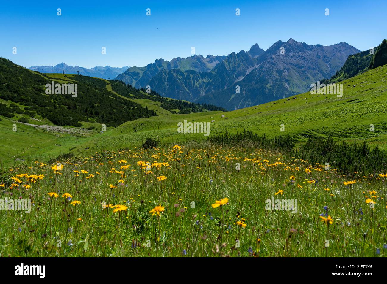 beautiful flower-strewn mountain meadows with orange-yellow arnica and ...