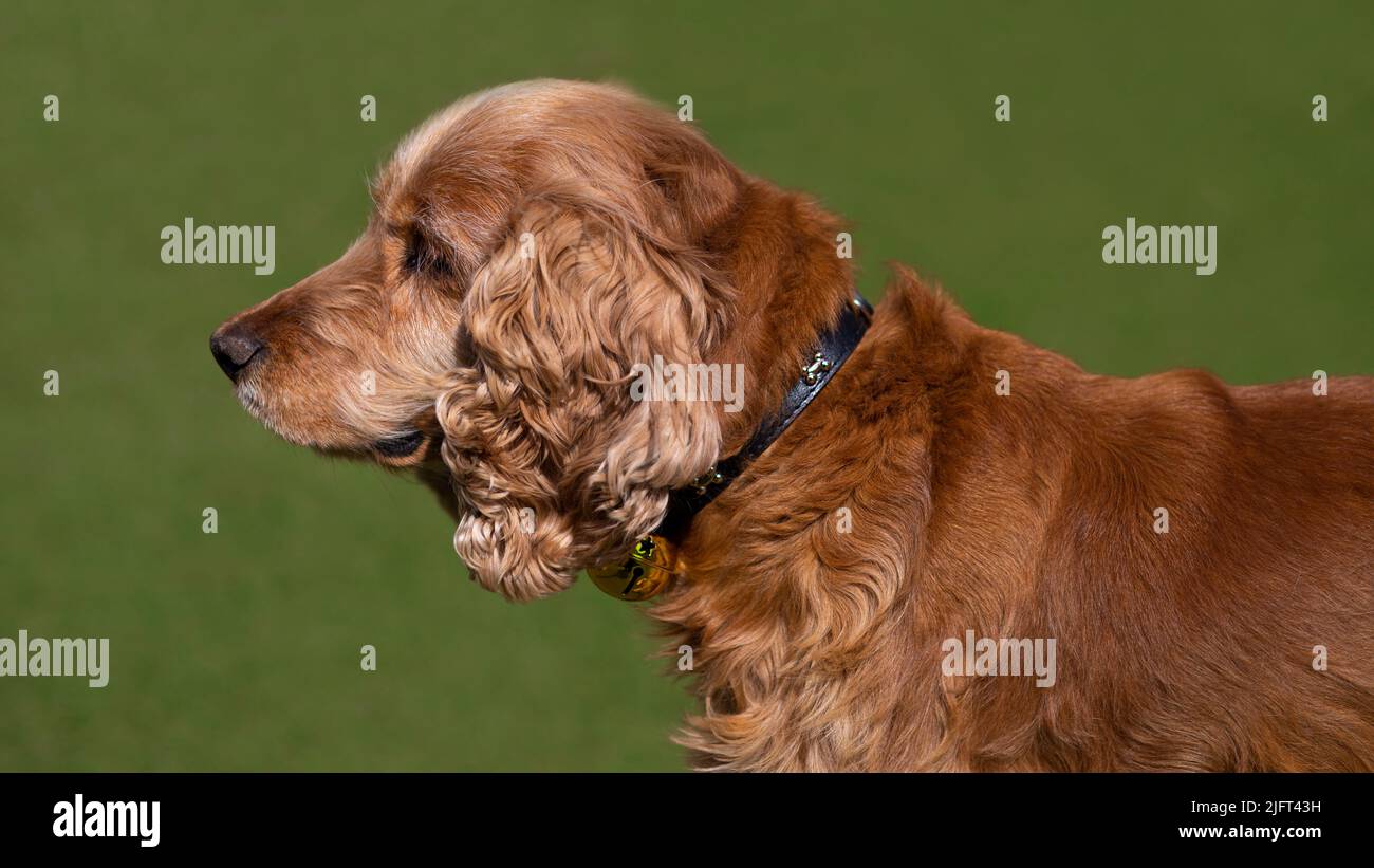 english cocker spaniel dog with women hand g Stock Photo - Alamy