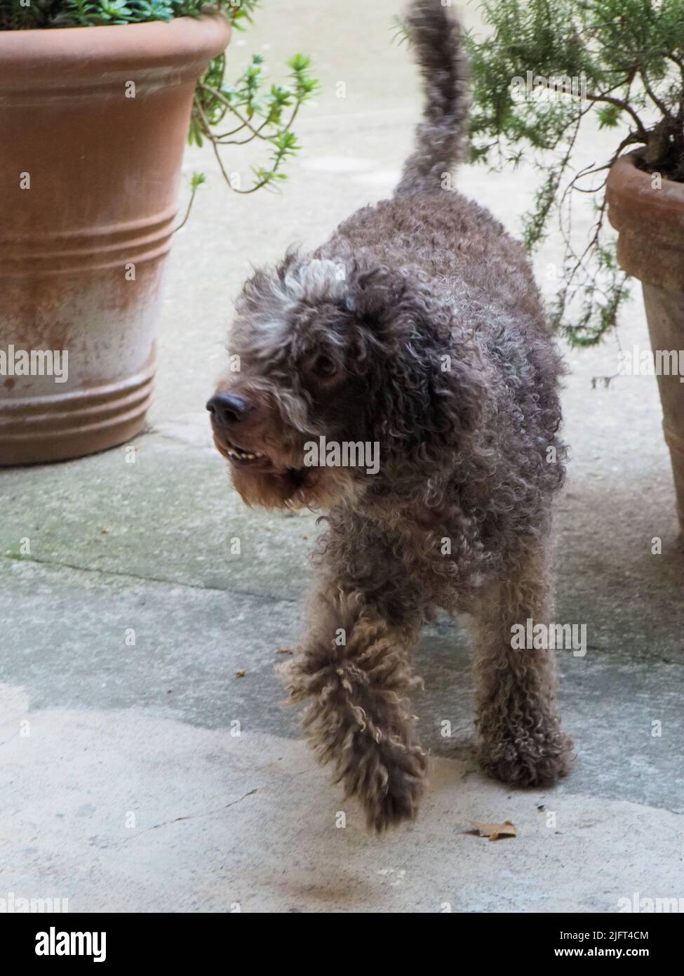 lagotto romagnolo on a beige background. Portrait of a funny pet ...