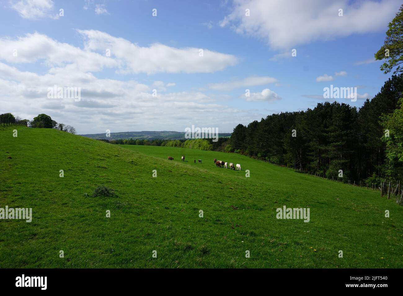 A field of cows in the British countryside, County Durham Stock Photo ...