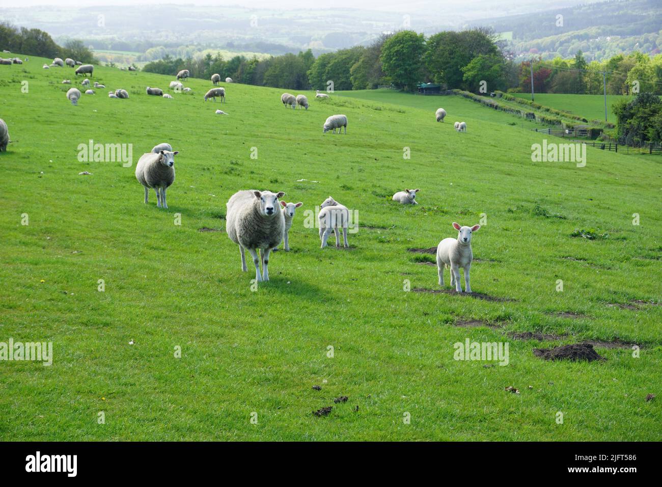 Lambs in british countryside hi-res stock photography and images - Alamy