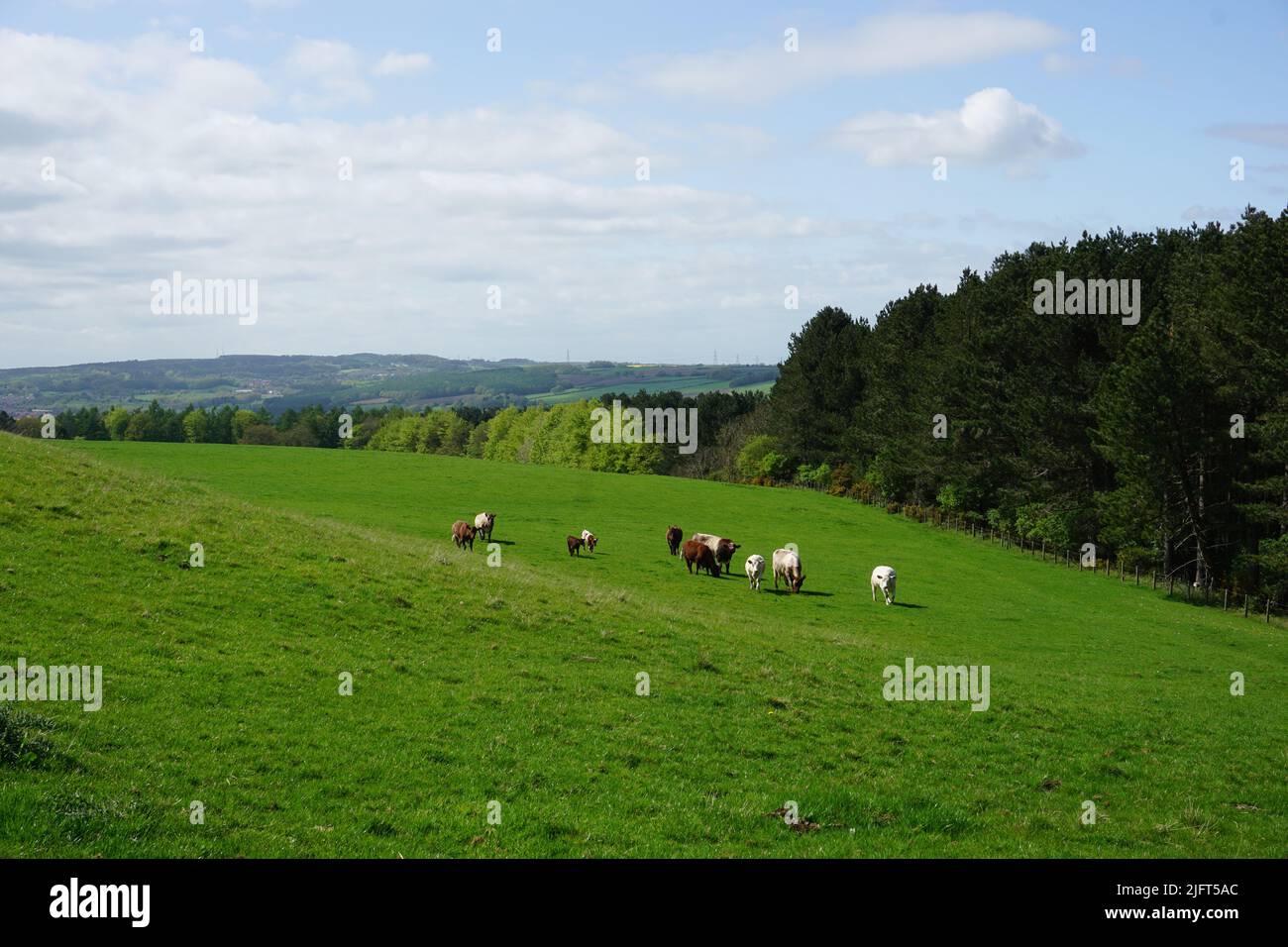 A field of cows in the British countryside, County Durham Stock Photo ...