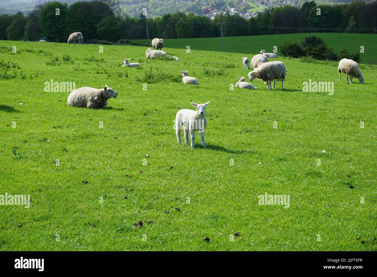 Sheep and lambs in a field in the British countryside Stock Photo - Alamy