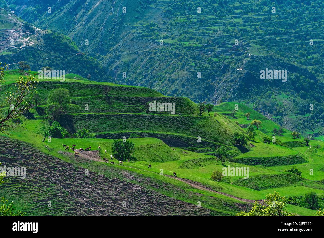 mountainous rural landscape with terraced pastures and grazing herd ...