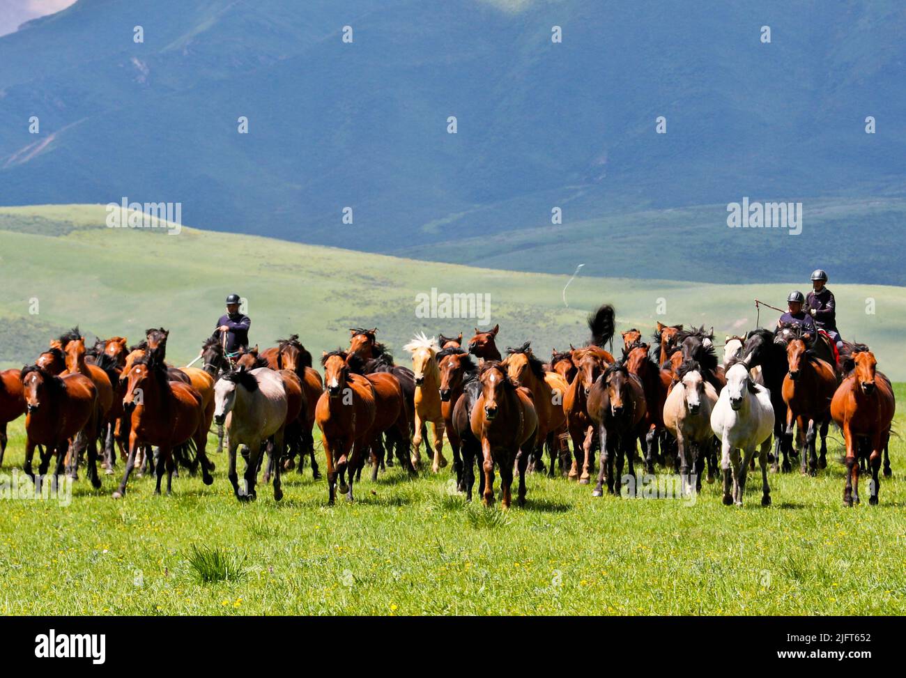 ZHANGYE, CHINA - JULY 5, 2022 - Horses run on a grassy grassland at ...