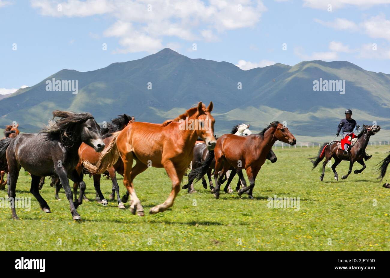 ZHANGYE, CHINA - JULY 5, 2022 - Horses run on a grassy grassland at ...