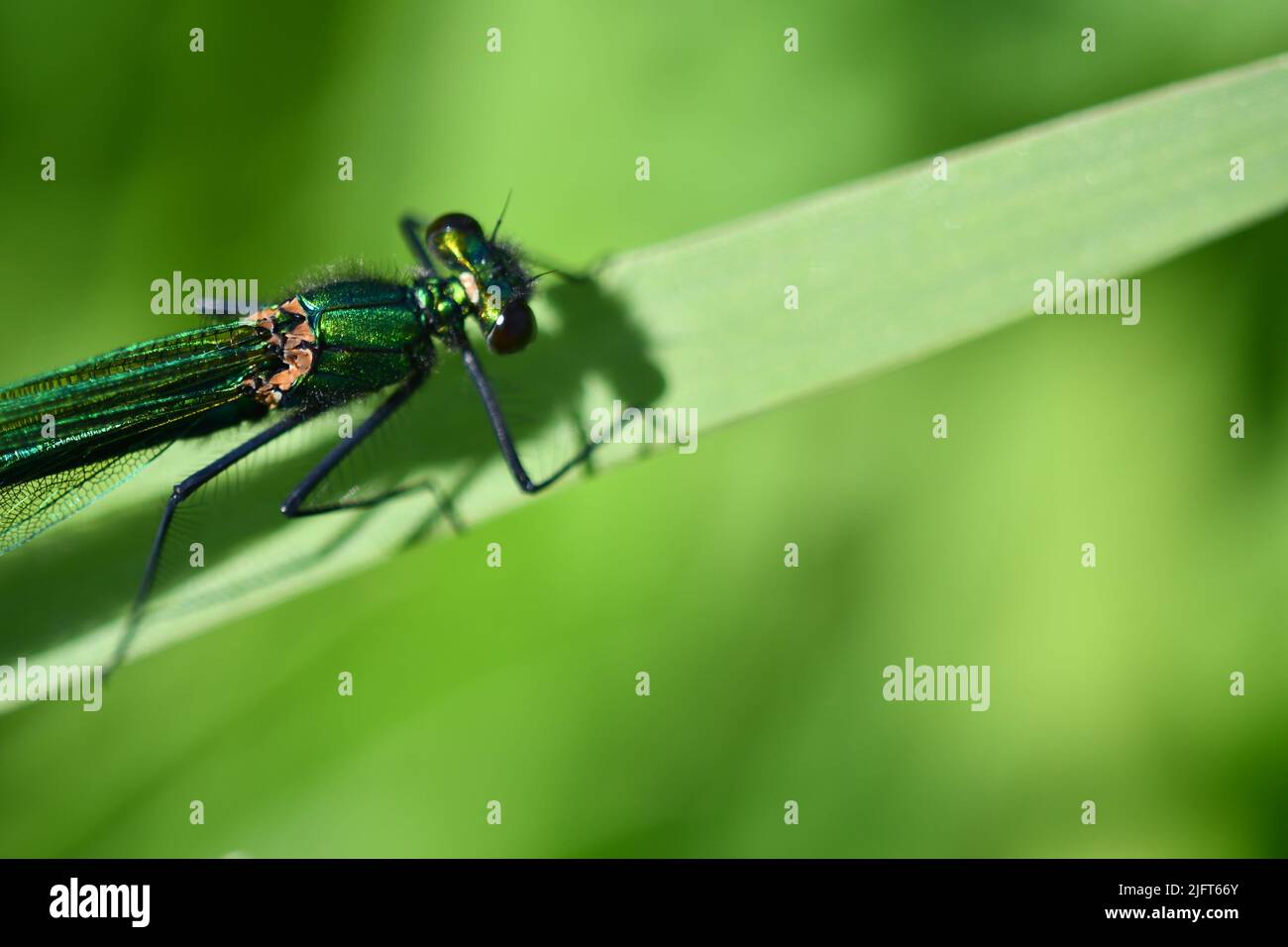Calopteryx splendens, Banded Demoiselle, Brídeog Bhandach, Demoiselles ...