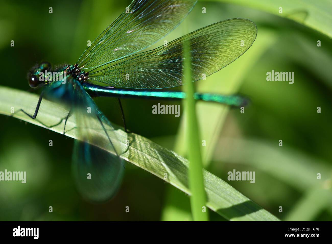 Calopteryx splendens, Banded Demoiselle, Brídeog Bhandach, Demoiselles ...