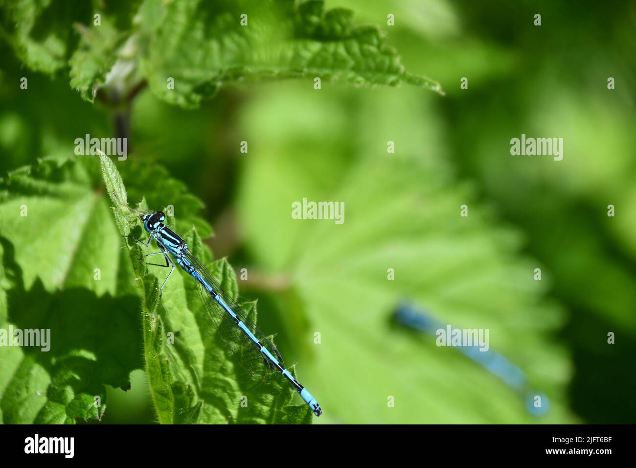 Coenagrion Puella, Azure Damselfly, Enallagma Cyathigerum, blue ...