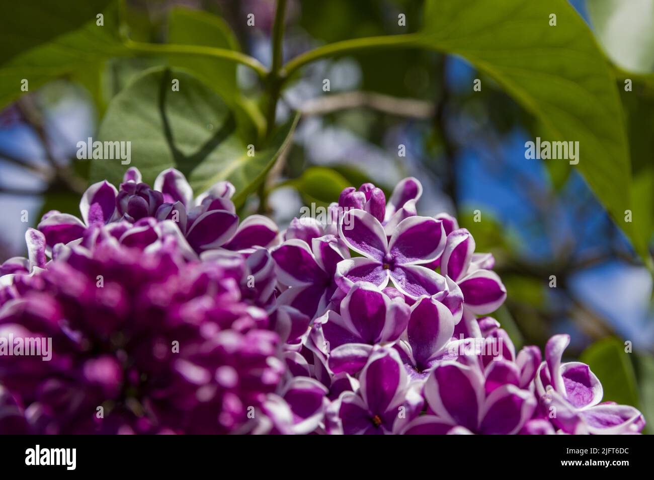 Close-Up of big purple, pink, blue, white lilac branch blooms on ...
