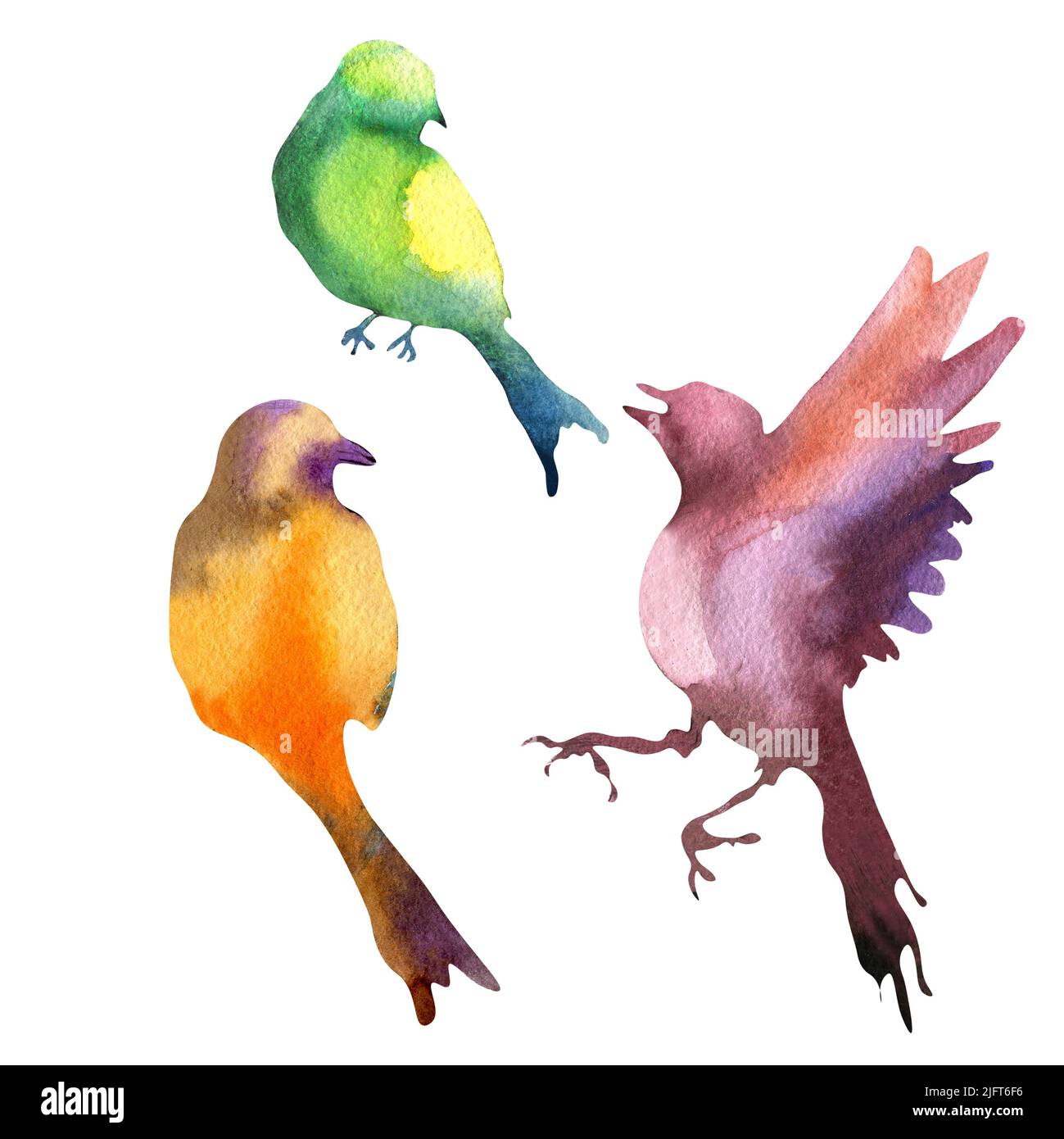 Colorful birds silhouette watercolor illustration white background ...