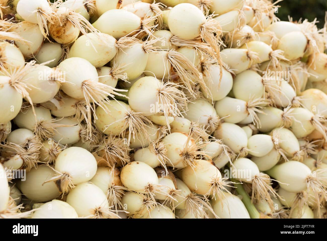 Heads of onions hi-res stock photography and images - Alamy