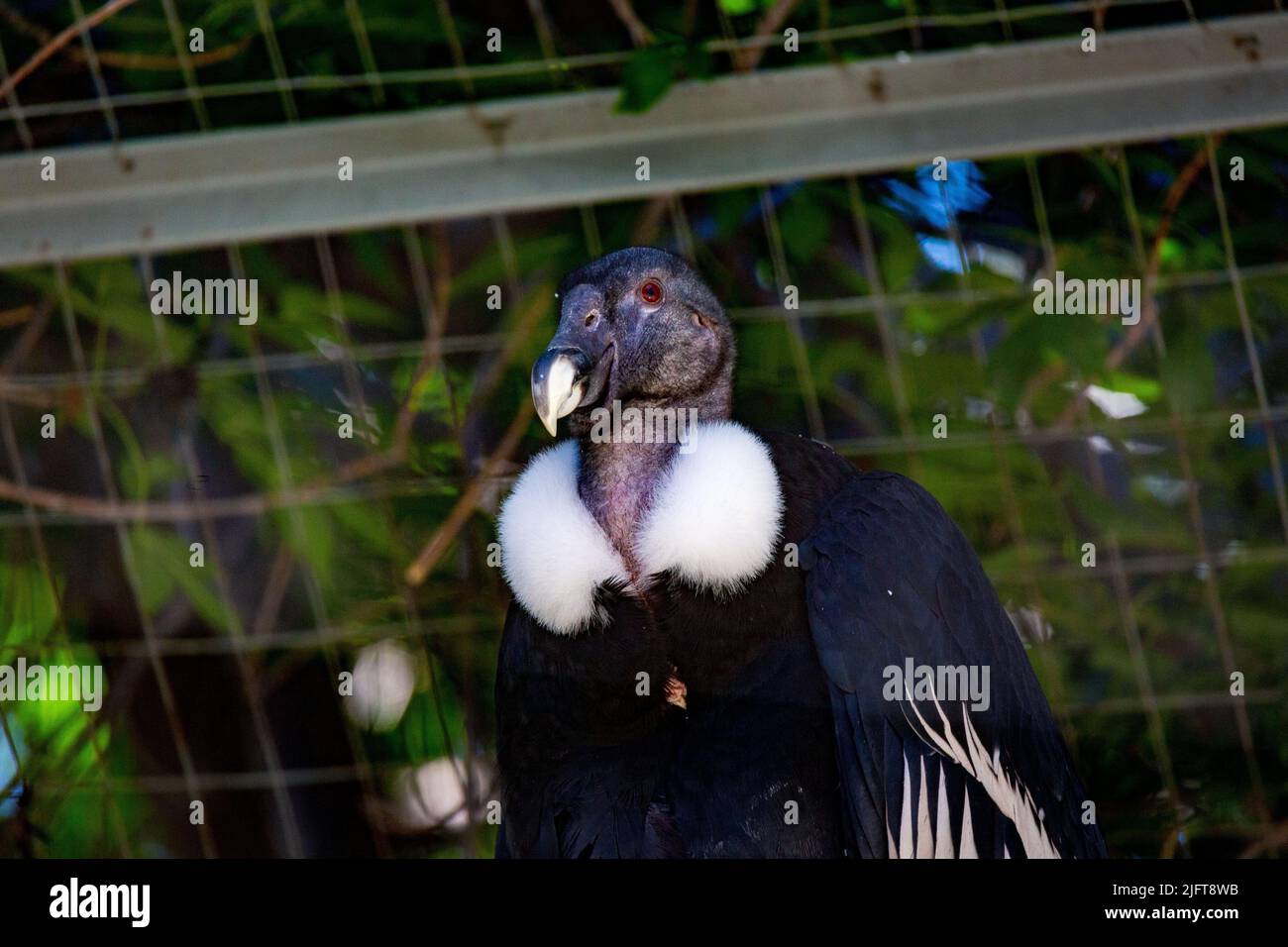 Condor zoo hi-res stock photography and images - Alamy