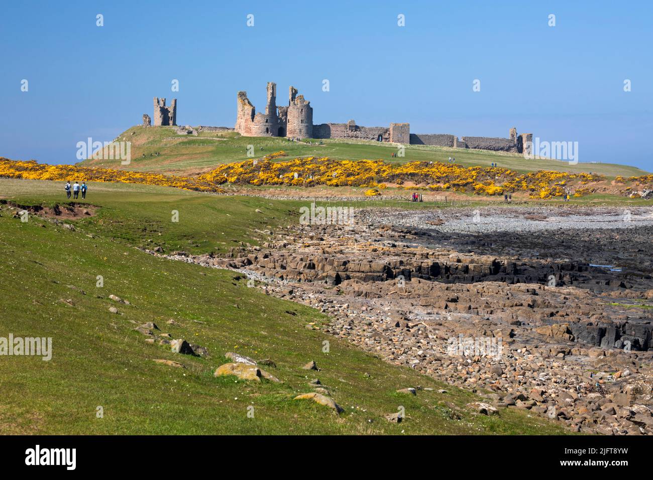 Dunstanburgh Castle with yellow gorse, near Craster, Northumberland ...