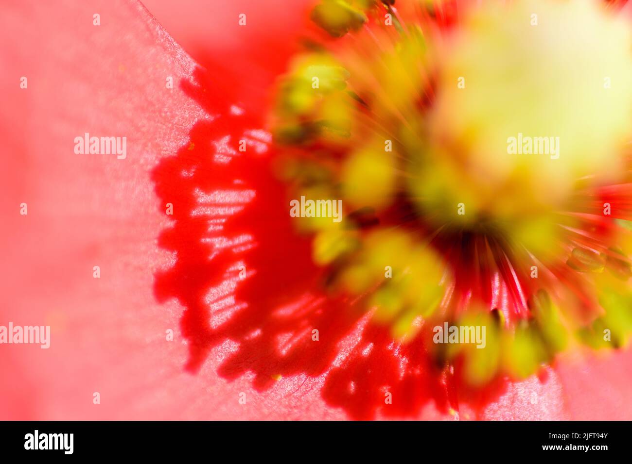 Macro shot of poppy flower, close-up of poppy head, with pollen and ...