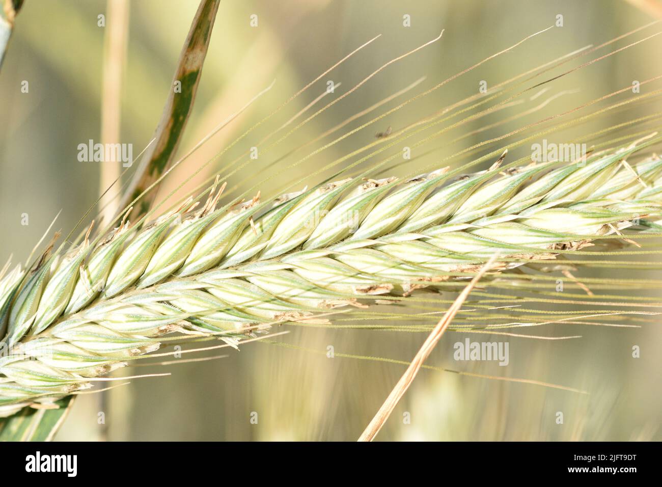 Seed texture hi-res stock photography and images - Alamy