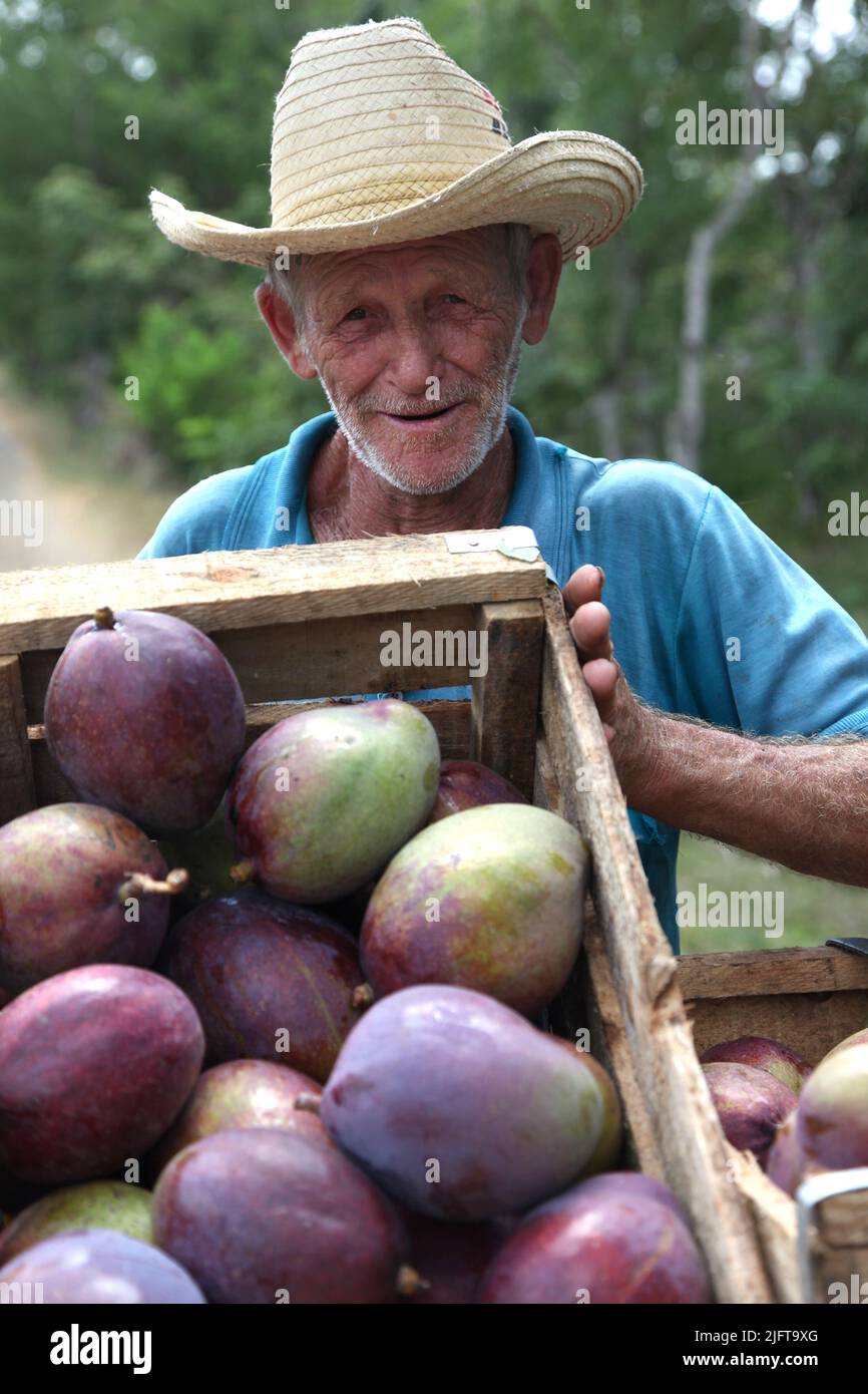 Mango plantations hi-res stock photography and images - Alamy