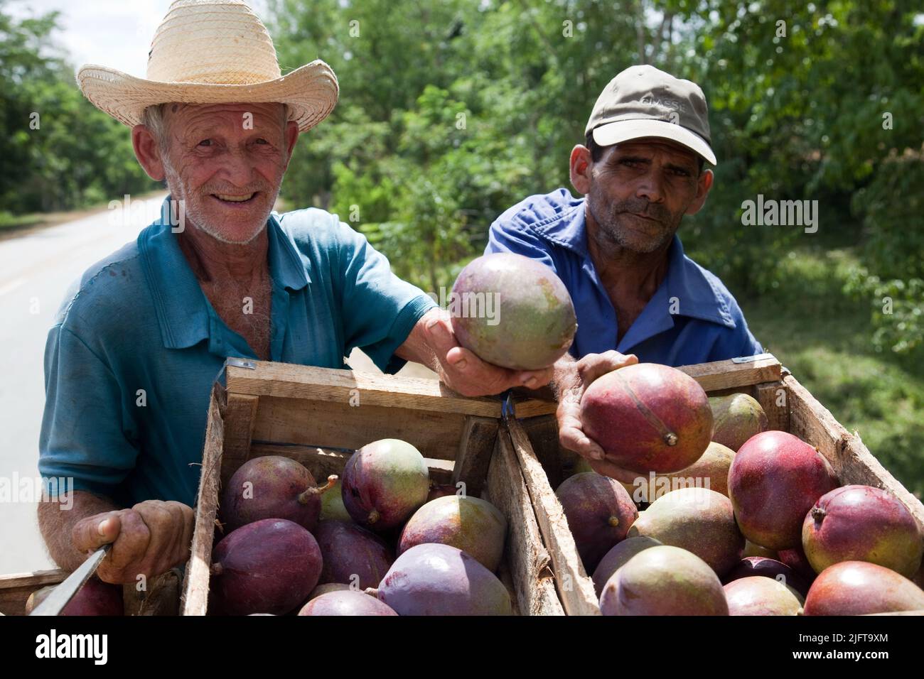 Cuba, farmers in rural area bringing in their harvested mangos Stock ...