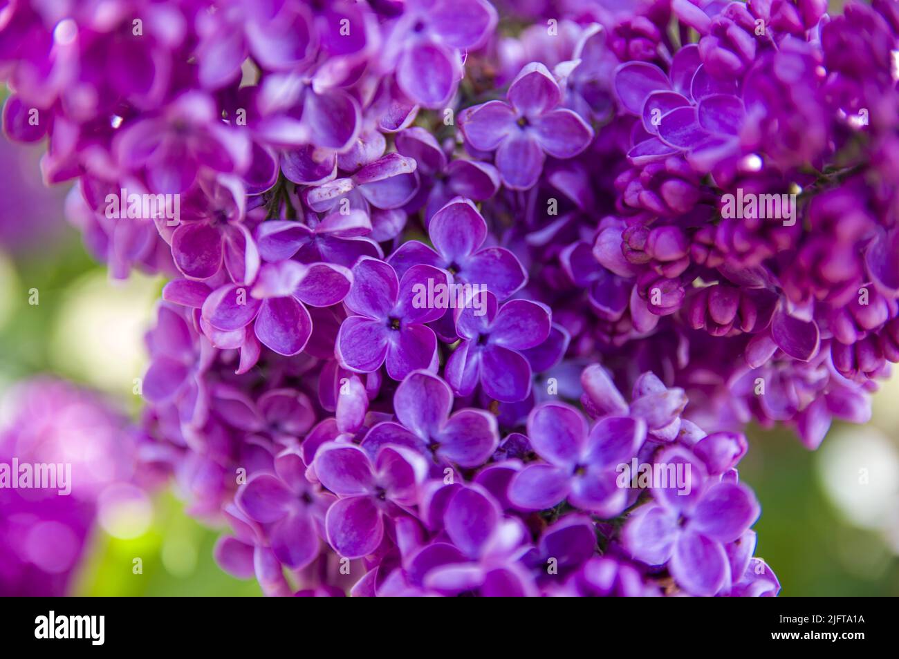 Close-Up of big purple, pink, blue, white lilac branch blooms on ...