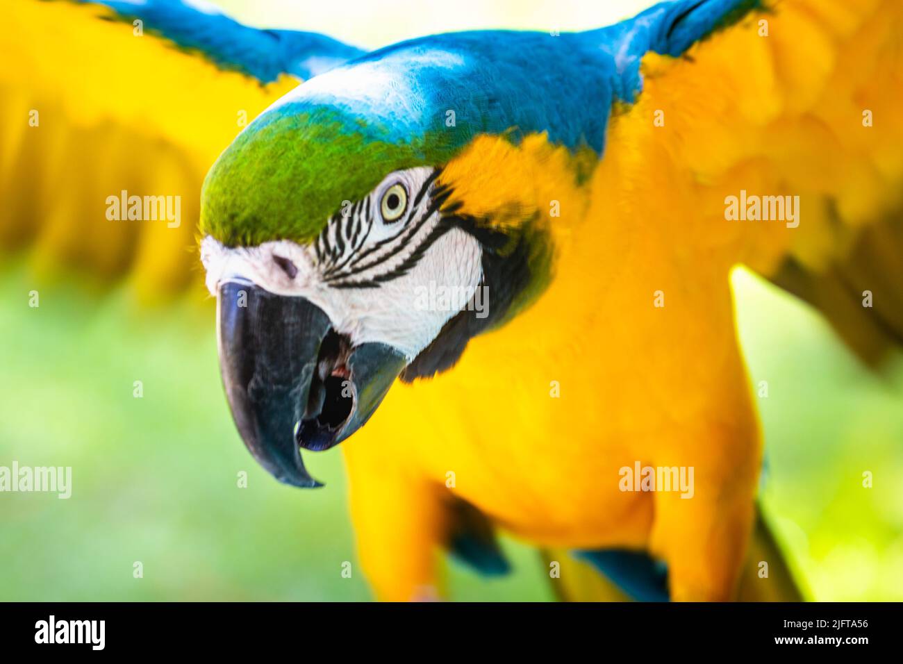 Parrot macaw flying - tropical bird Pantanal, Brazil Stock Photo - Alamy
