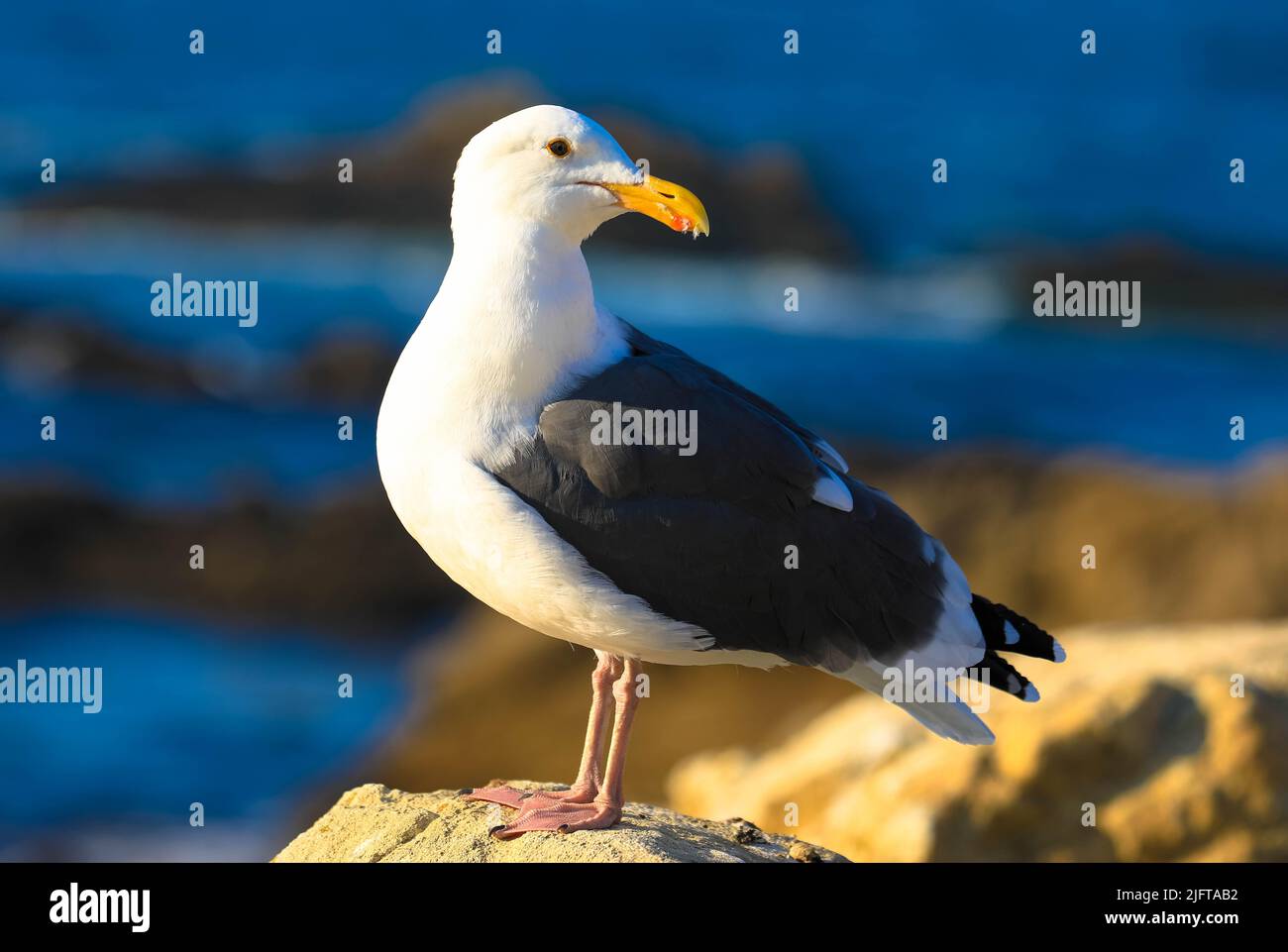 Seagull perched on a rock with rocky coastline and pacific ocean in ...