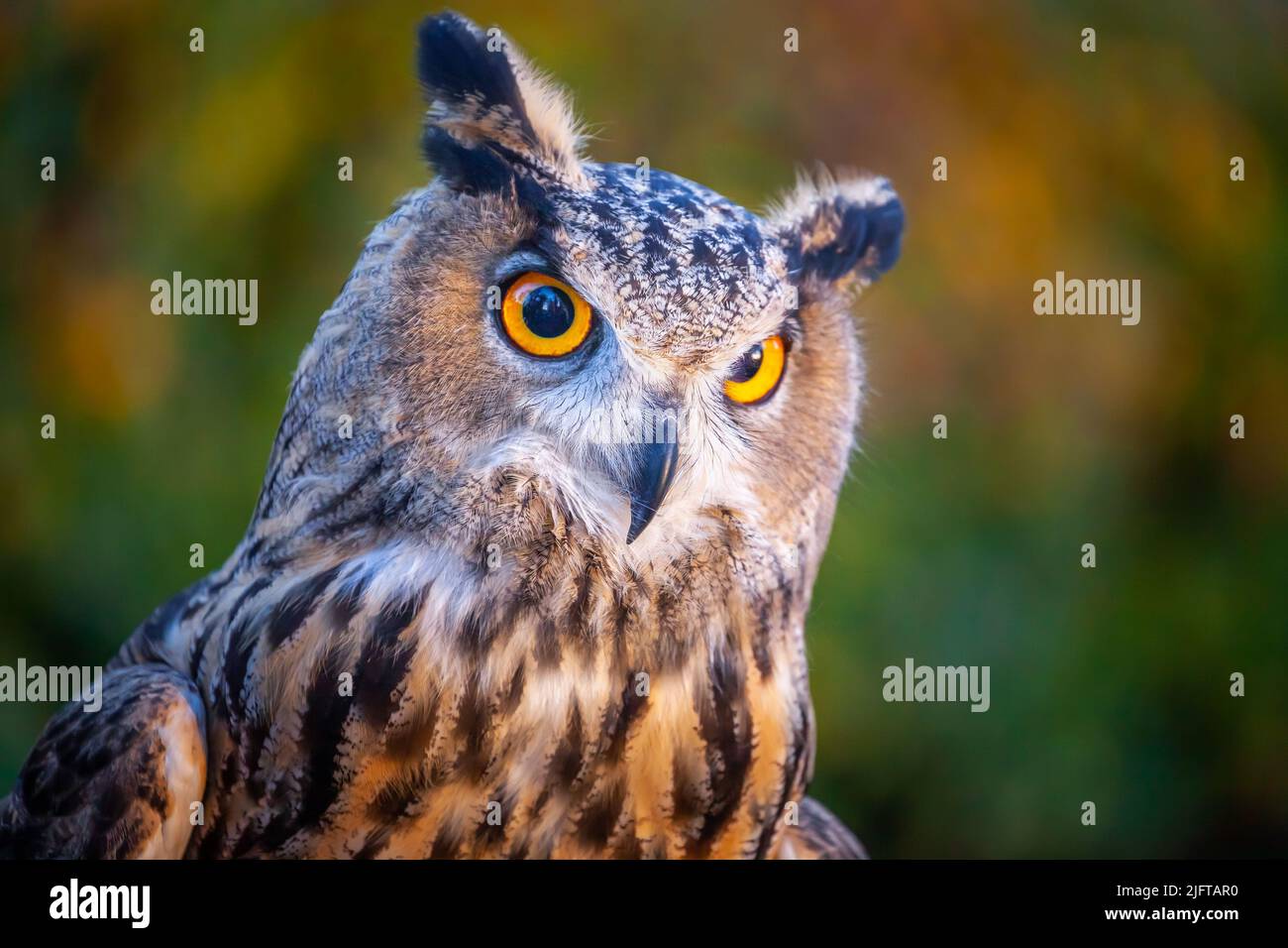 great horned owl Bubo virginianus , also known as the tiger owl Stock ...