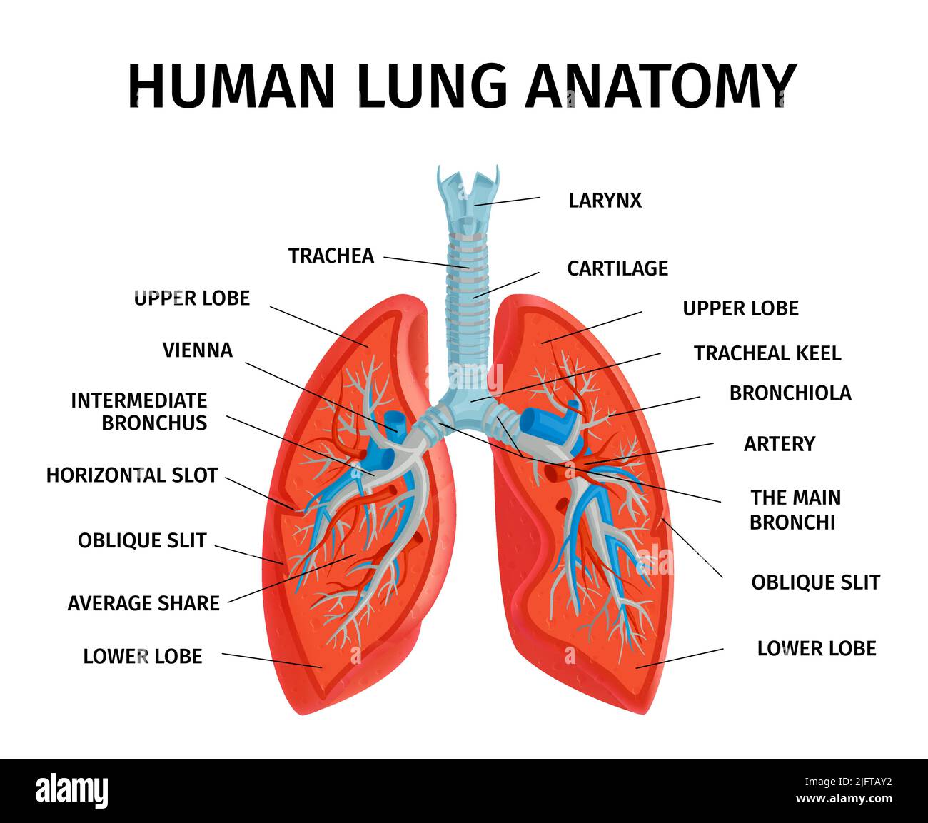 Human lung respiratory system anatomy diagram medical educational classroom reference info chart ...