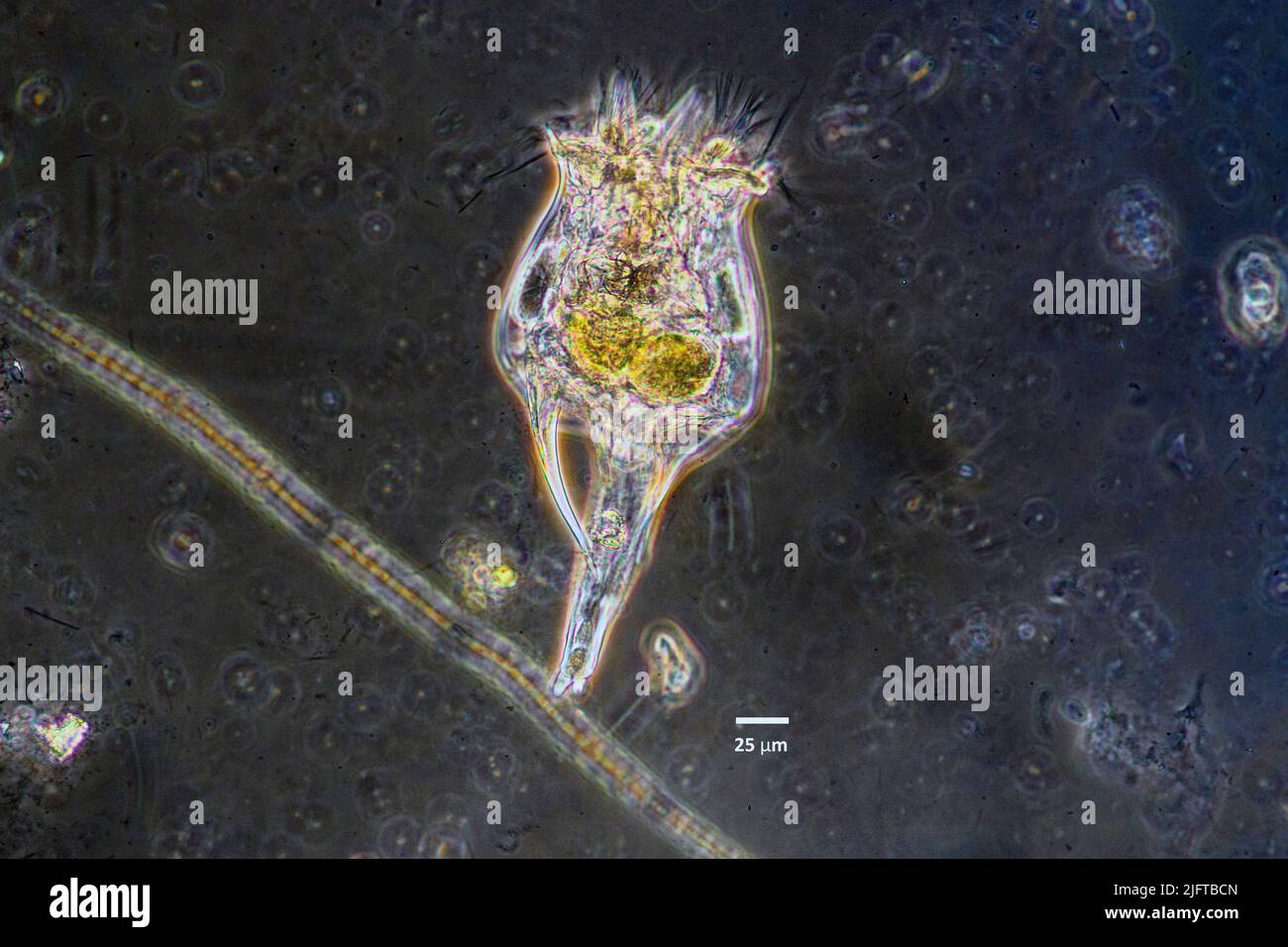 Rotifera microscopic wheel animals hi-res stock photography and images ...