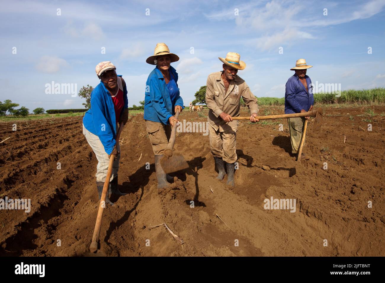 Cuba, south of Colon in the Matanzas province farmers are weeding and ...