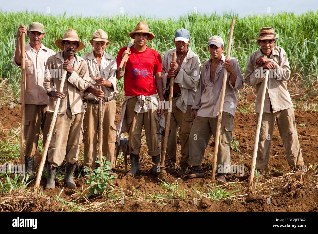 Cuba, south of Colon in the Matanzas province farmers are weeding and ...