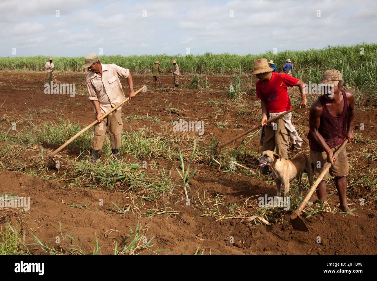 Cuba, south of Colon in the Matanzas province farmers are weeding and ...
