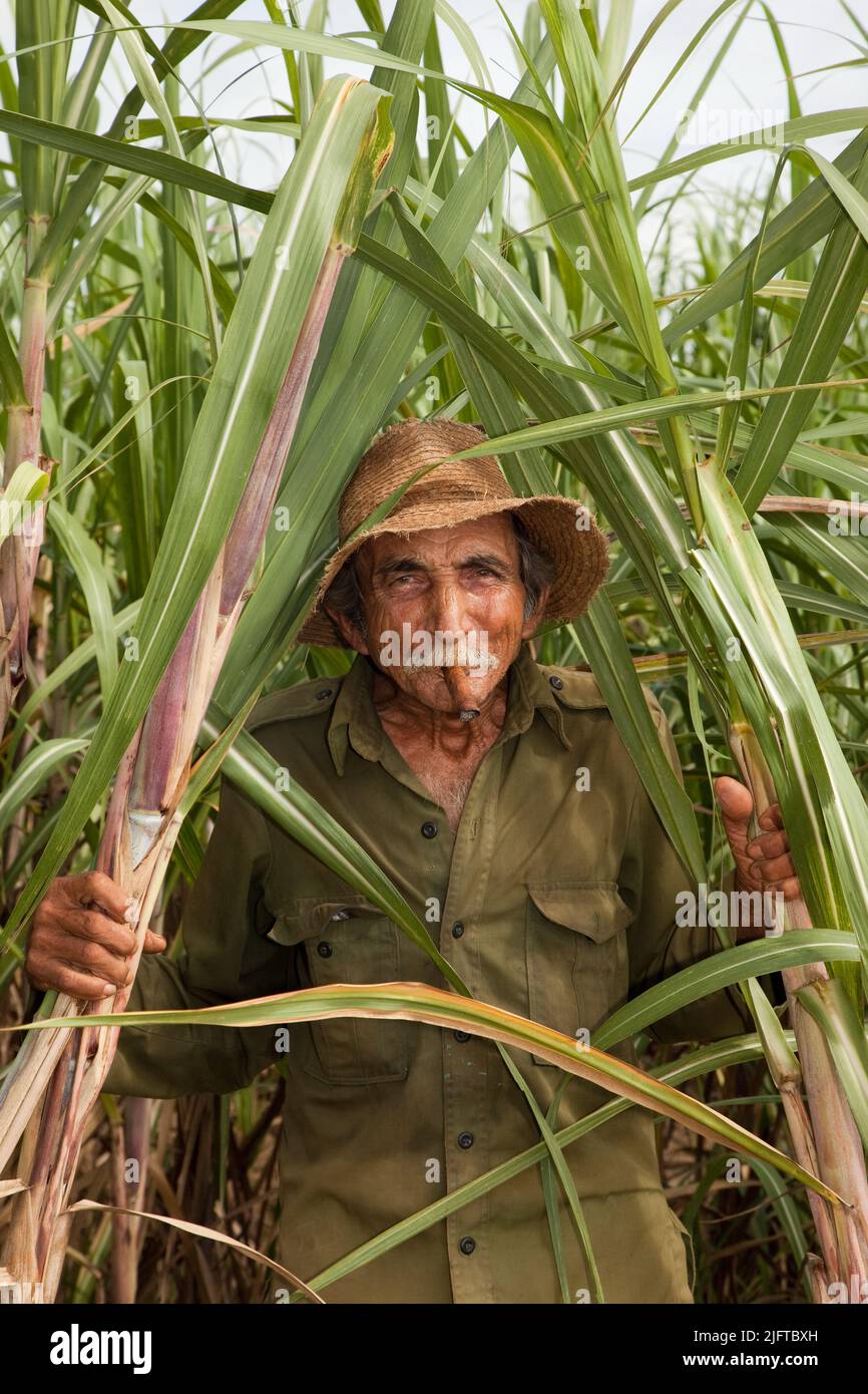 Cuba, south of Colon in the Matanzas province farmers are weeding and ...