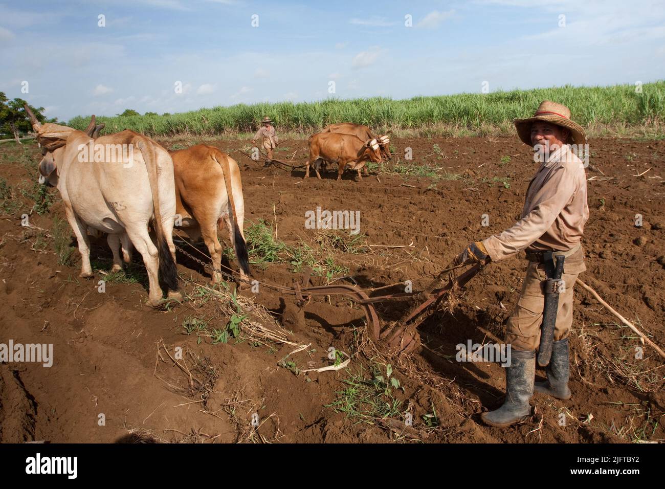 Cuba, south of Colon in the Matanzas province farmers are weeding and ...