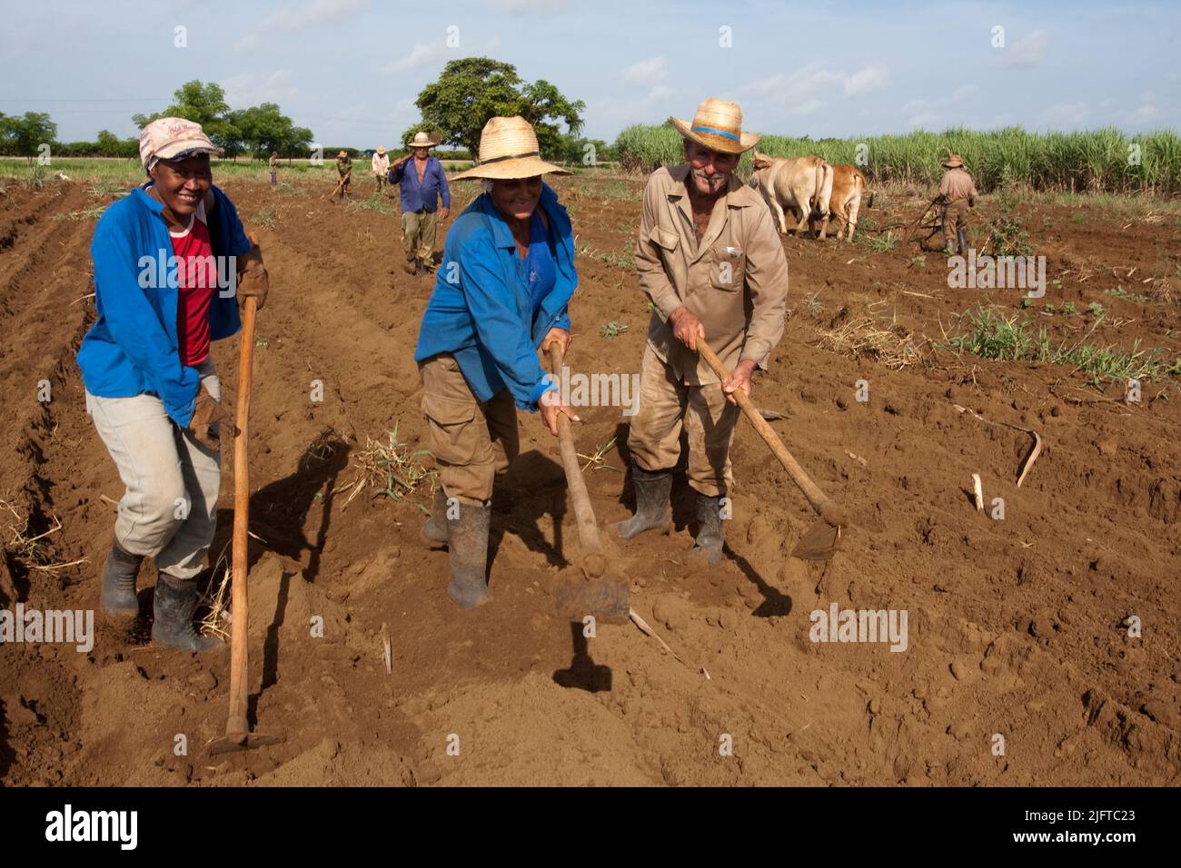 Cuba, south of Colon in the Matanzas province farmers are weeding and ...