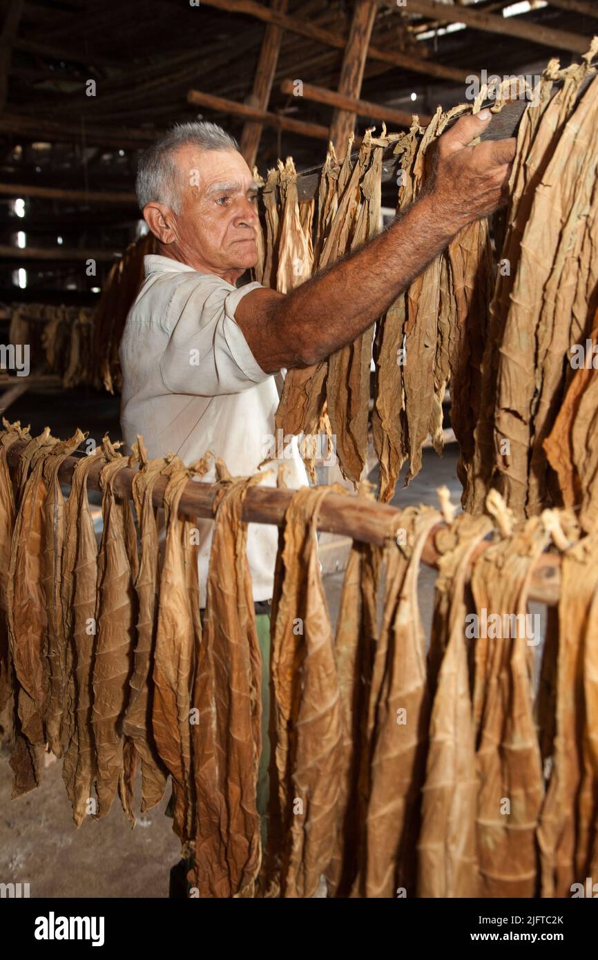 Cuba, Pinar del Rio. At the Robaina Tobacca Plantation cigars are ...