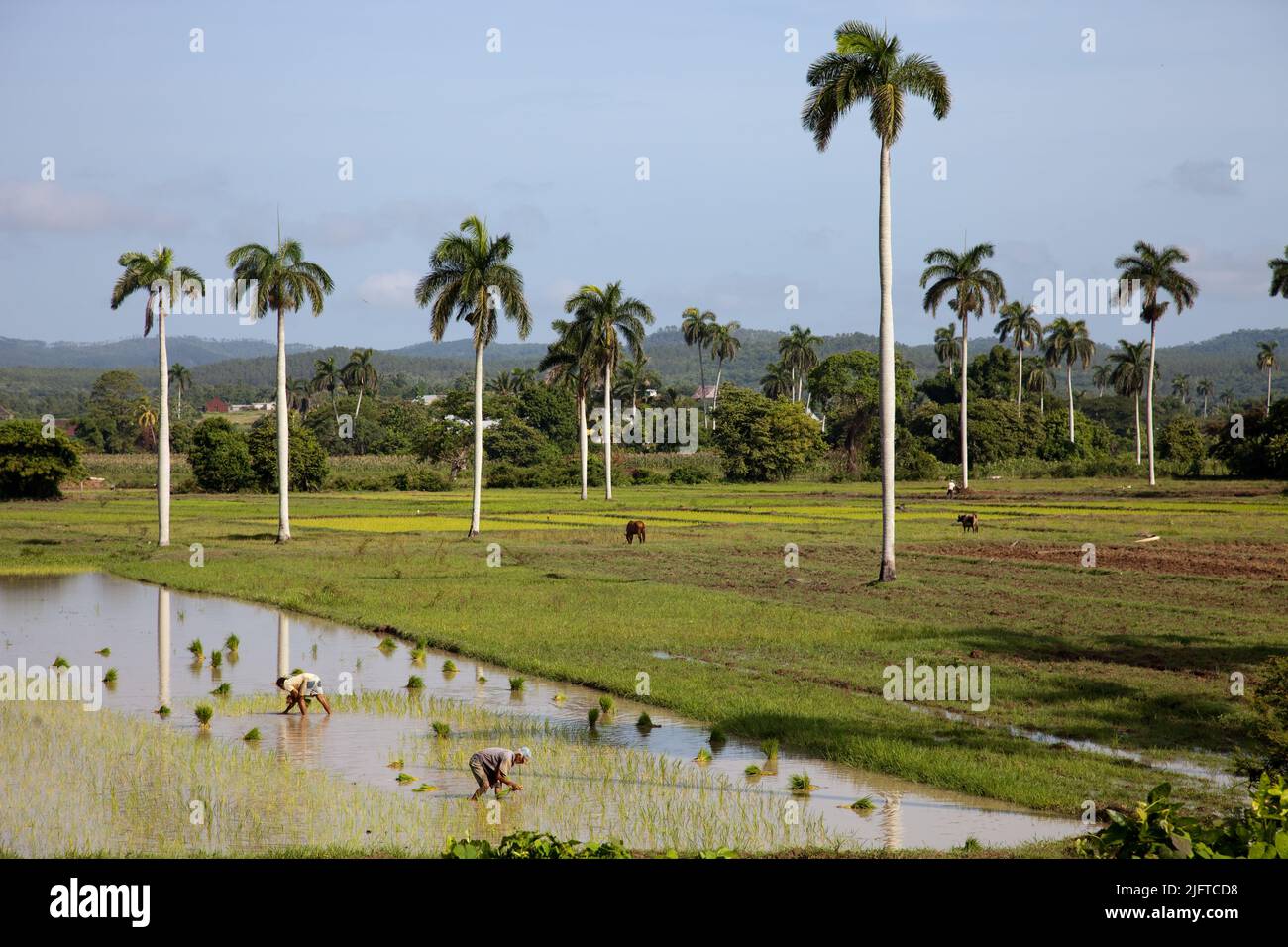 Cuba, Pinar del Rio province. Farmers are ploughing and planting on a ...