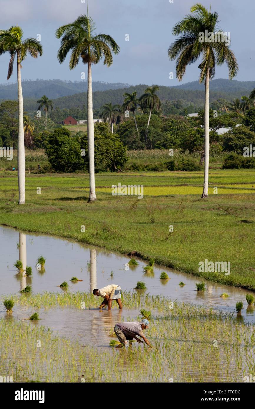 Cuba, Pinar del Rio province.Farmers are ploughing and planting on a ...