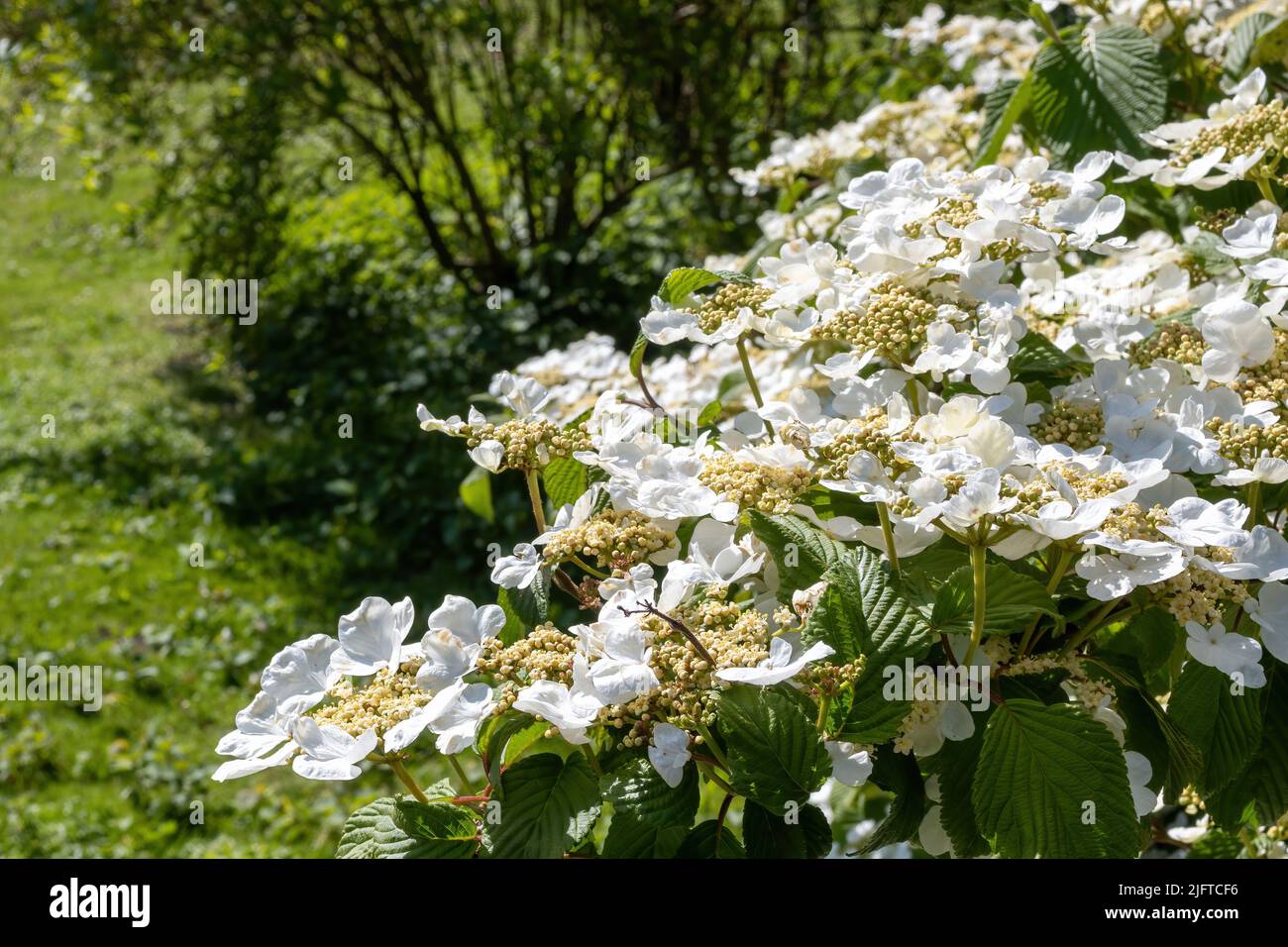 Japanese snowball tree hi-res stock photography and images - Alamy