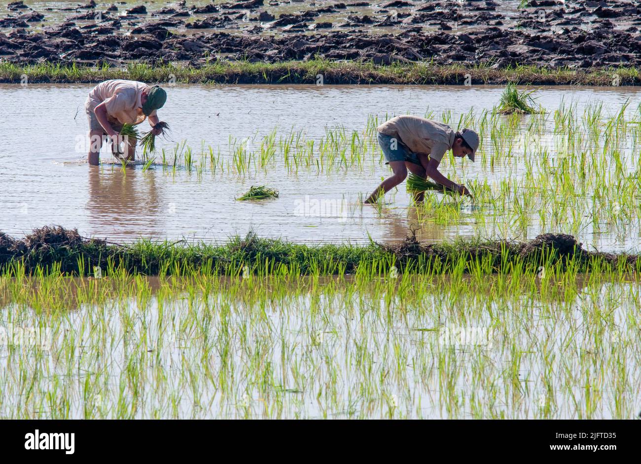 Cuba, planting rice in the Pinar del Rio province Stock Photo - Alamy