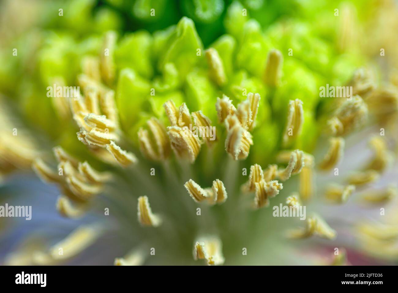 Macro shot of poppy flower, close-up of poppy head, with pollen and ...