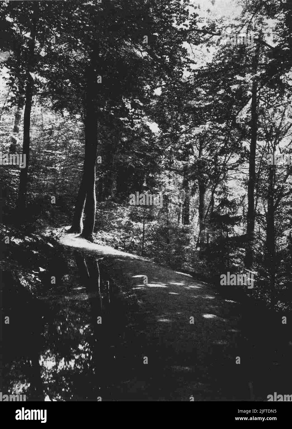 Forest path with stream on the St.Jansberg near Plasmolen Stock Photo ...