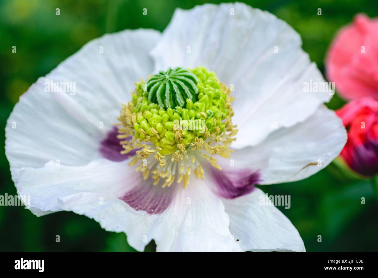 photograph of a poppy flower and pollen, the inside of an immature ...