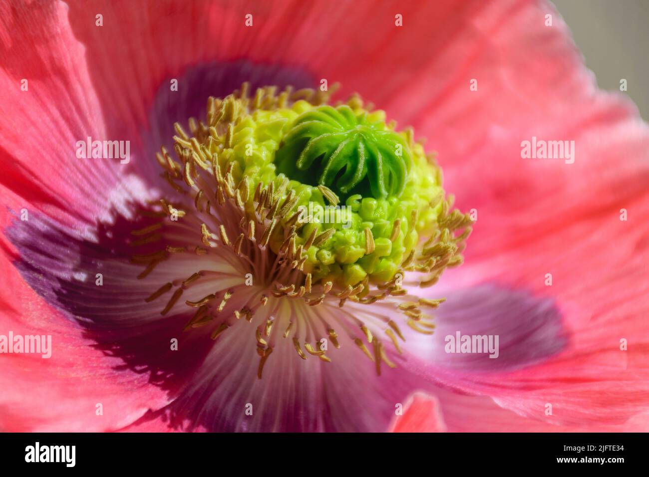 photograph of a poppy flower and pollen, the inside of an immature ...