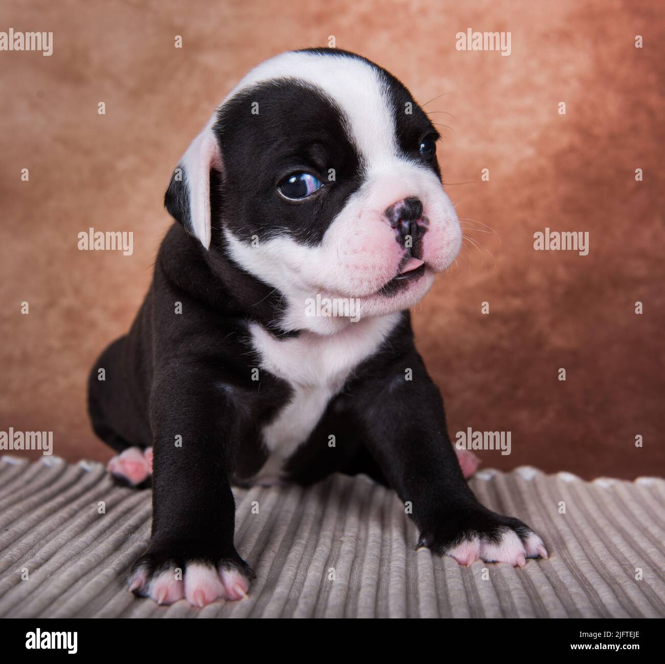 The american bully pocket hi-res stock photography and images - Alamy