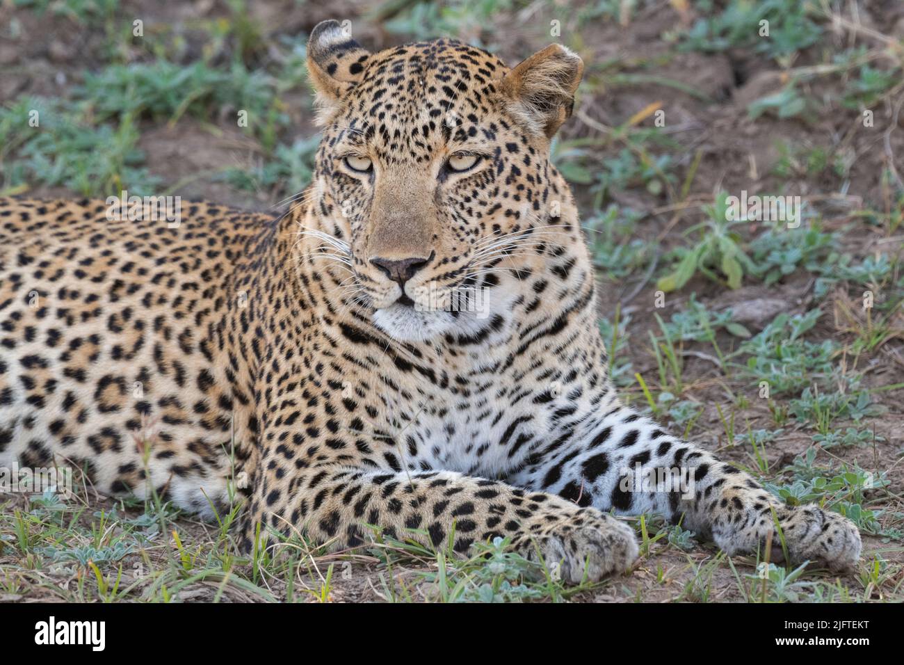 Zambia, South Luangwa National Park. Lone male African leopard (WILD ...